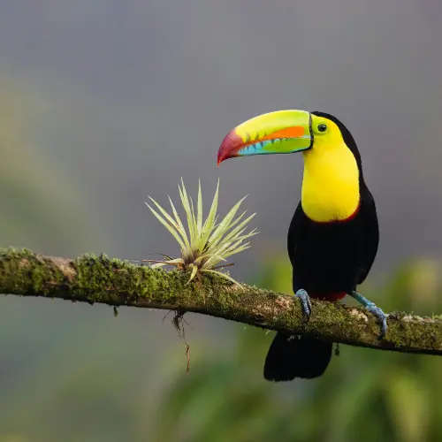 Voyage Costa Rica & Amérique Centrale | Toucan Discovery
